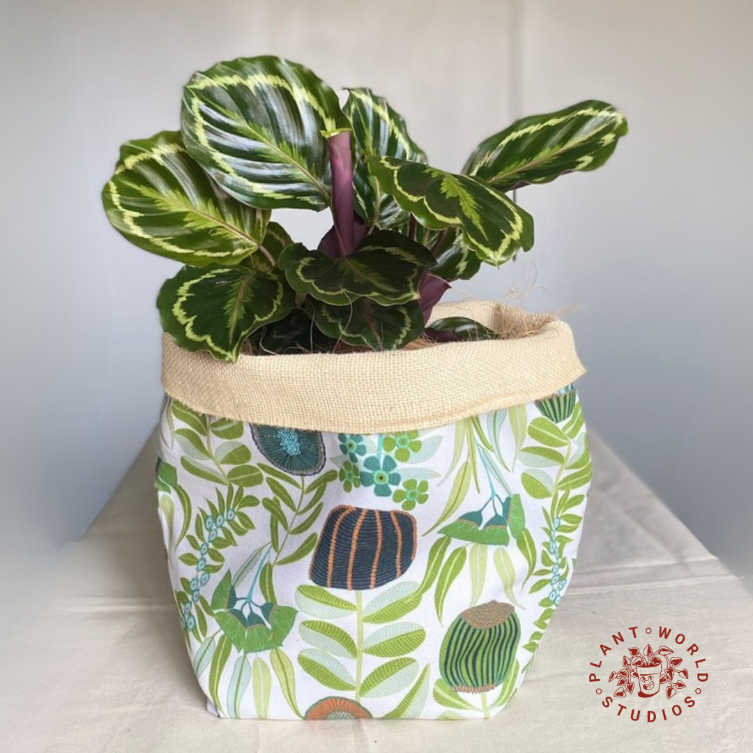 Australian Serenity Planter Large | Plant World Studios